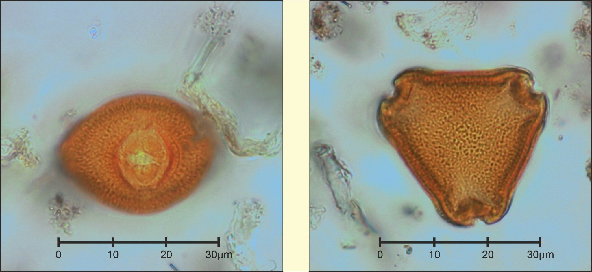 Camptotheca in Vietnam - pimdeklerk-palynology.eu