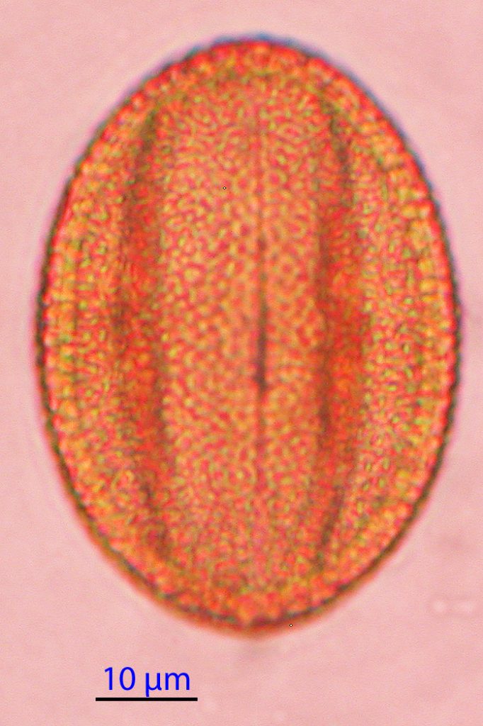 Fagopyrum pollen in west Eurasia – pimdeklerk-palynology.eu