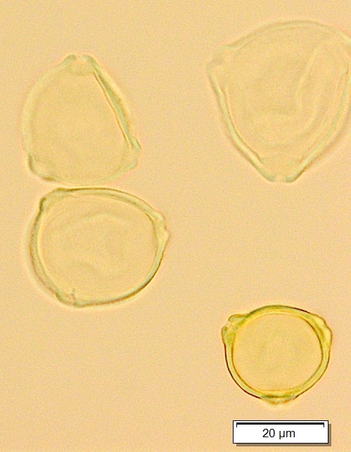 Pollen photos NE Siberia - pimdeklerk-palynology.eu